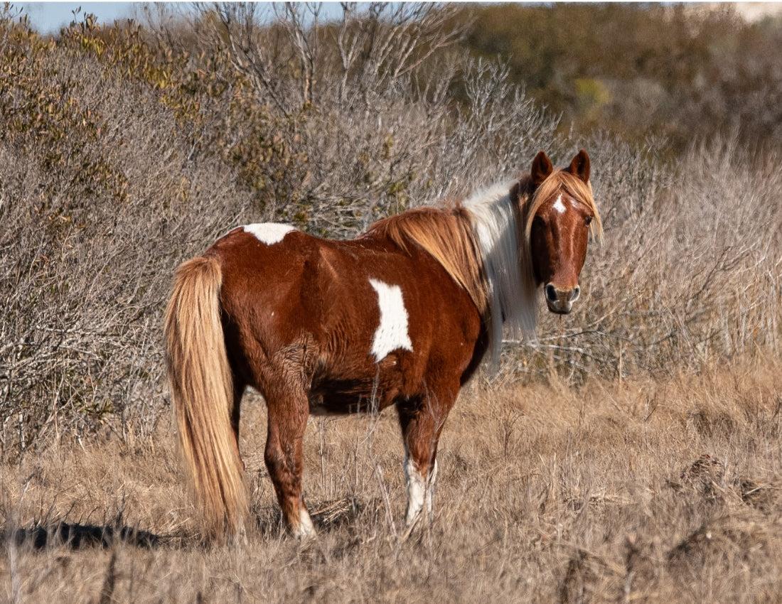 Foster Chestnut, a chestnut pinto stallion on Assateague Island ...