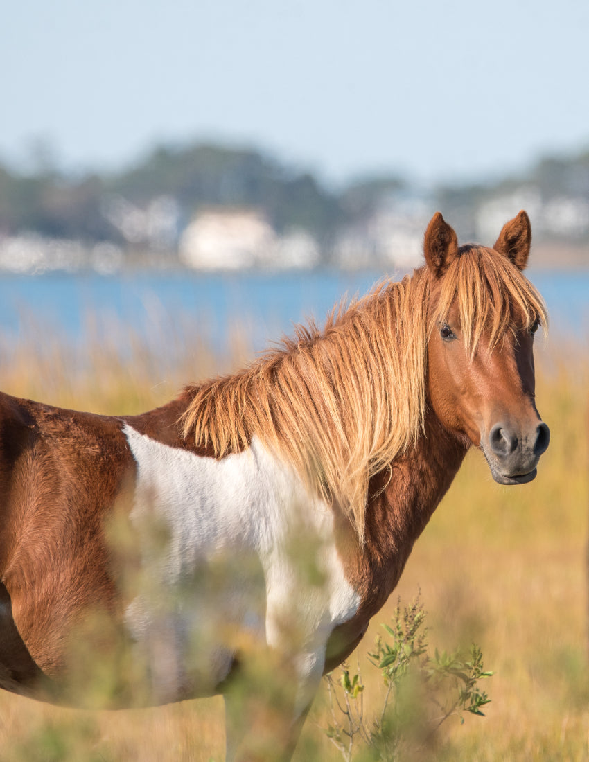 N2BHS-JS "Cookie & Kream" – Assateague Island Alliance