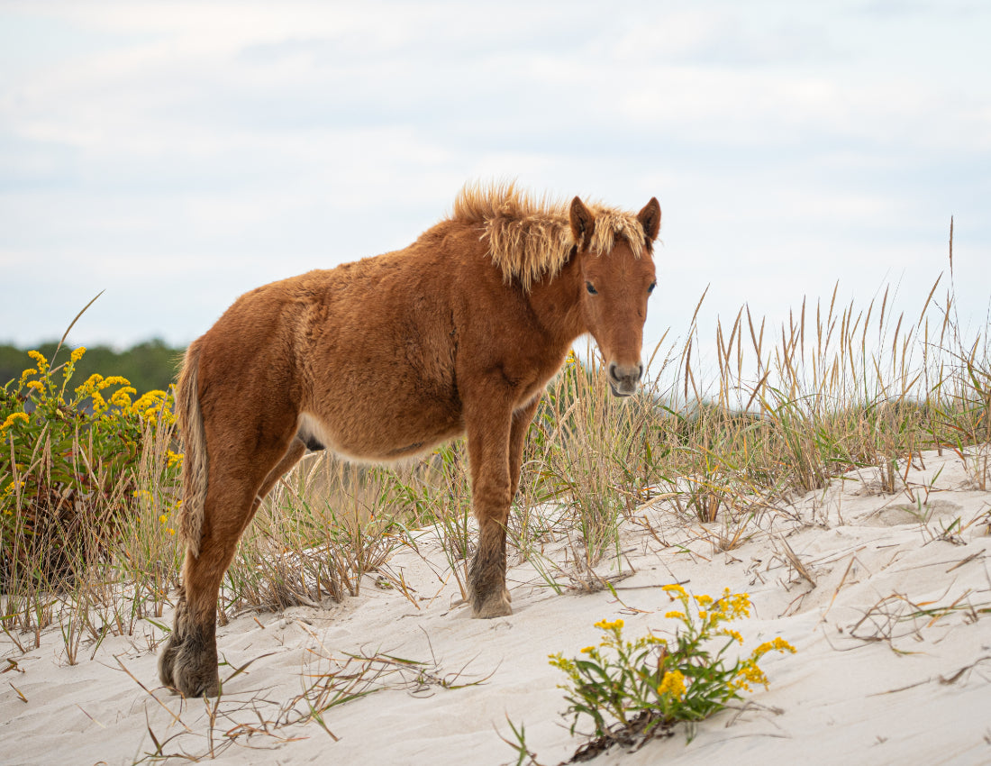 N9BFT-KPW "Flying Diamond" – Assateague Island Alliance