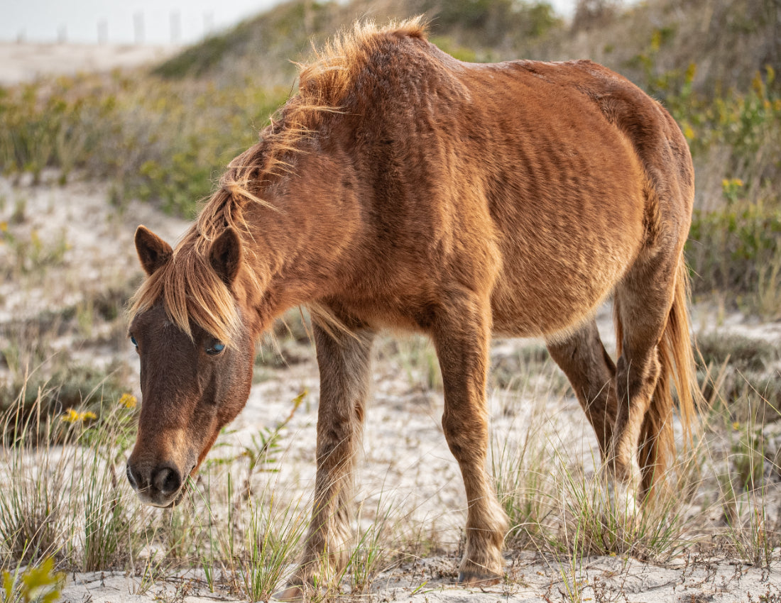 N2BHS-A "Gokey GoGo Bones" – Assateague Island Alliance