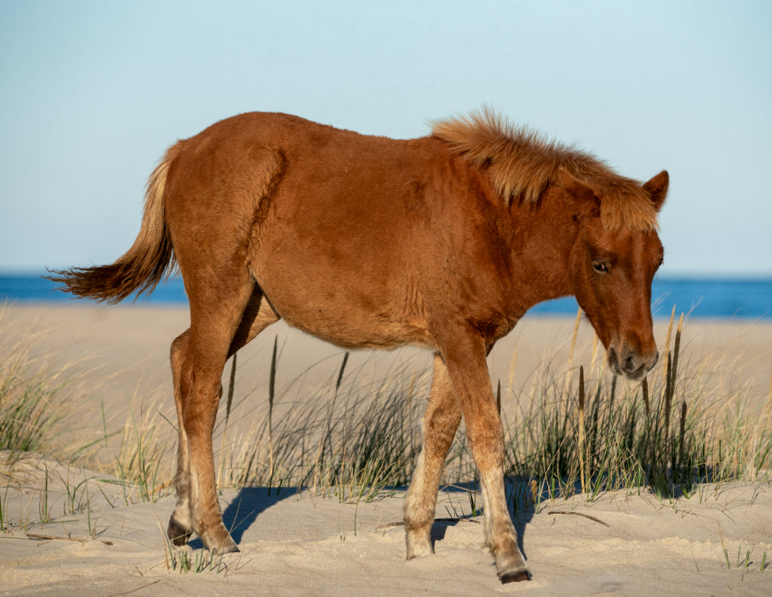 N2BHS-JQV "Gussie" – Assateague Island Alliance