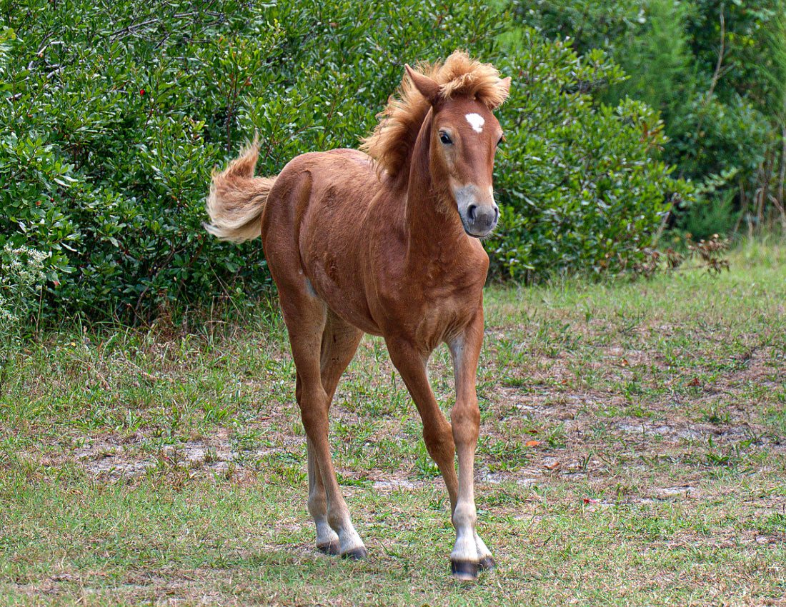 N9BM-JW "Goldenrod" – Assateague Island Alliance