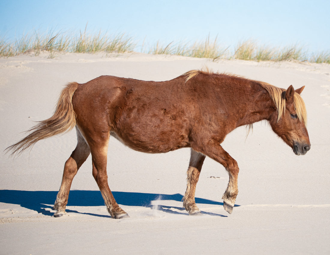 Foster Rohan, a chestnut mare on Assateague Island – Assateague Island ...