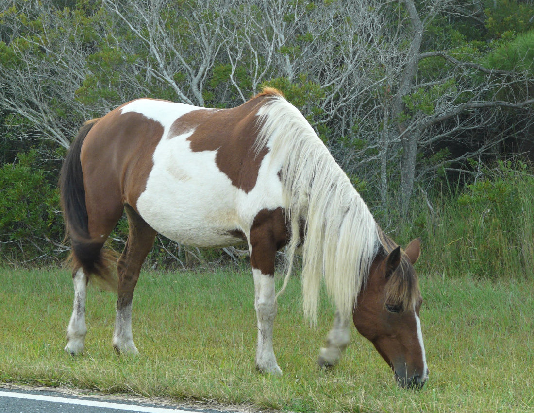 T3Q “Sea Gazer” – Assateague Island Alliance