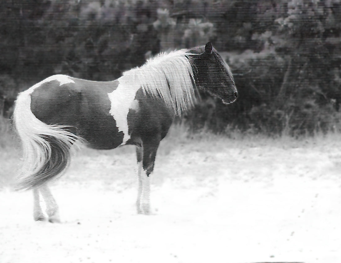 T5AEK "Chance" – Assateague Island Alliance