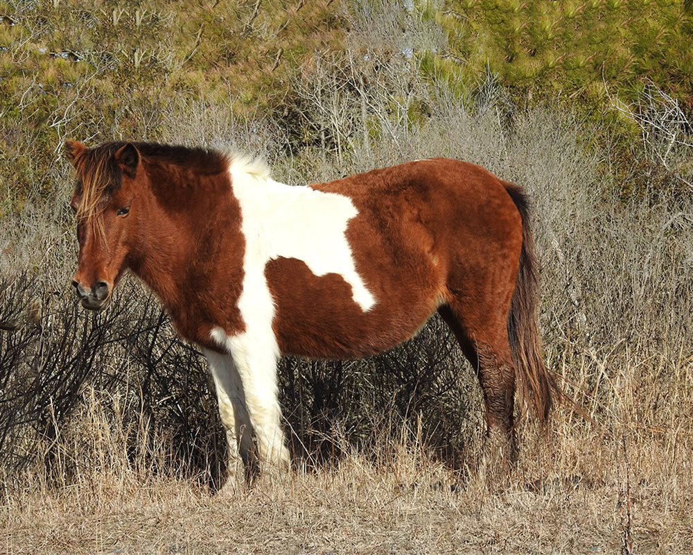 M17JP “Sierra” – Assateague Island Alliance