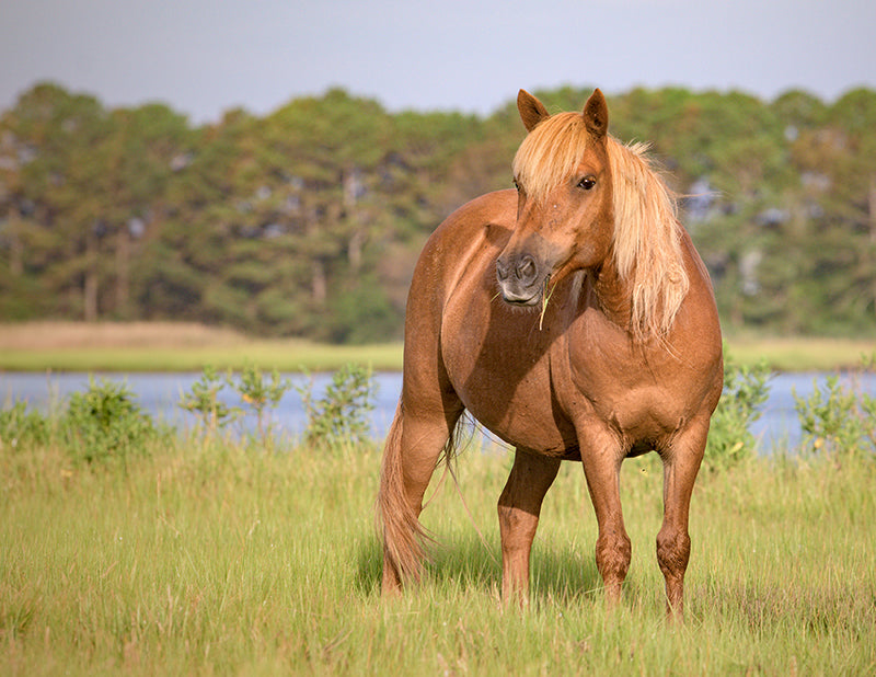 Foster Rohan, a chestnut mare on Assateague Island – Assateague Island ...